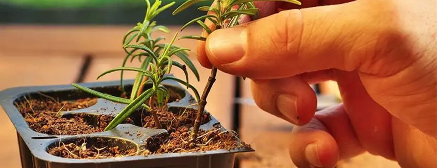 How to grow plants from garden cuttings - Sunshine Mitre 10