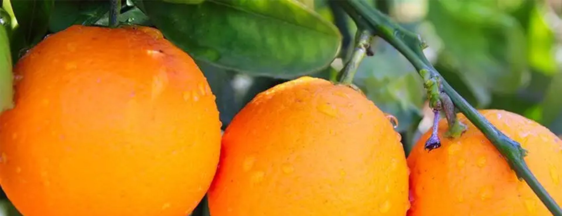 How to grow healthy citrus trees - Sunshine Mitre 10