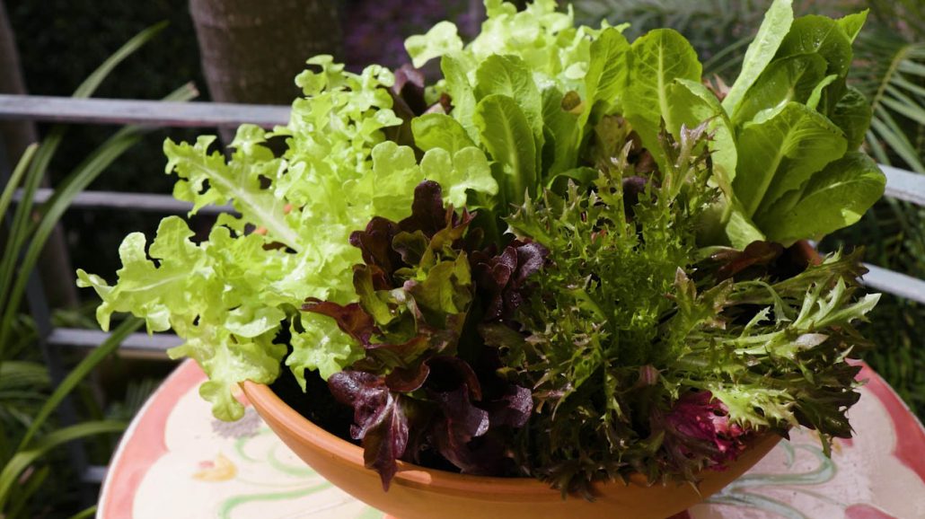 How to make your own perpetual lettuce pot - Sunshine Mitre 10