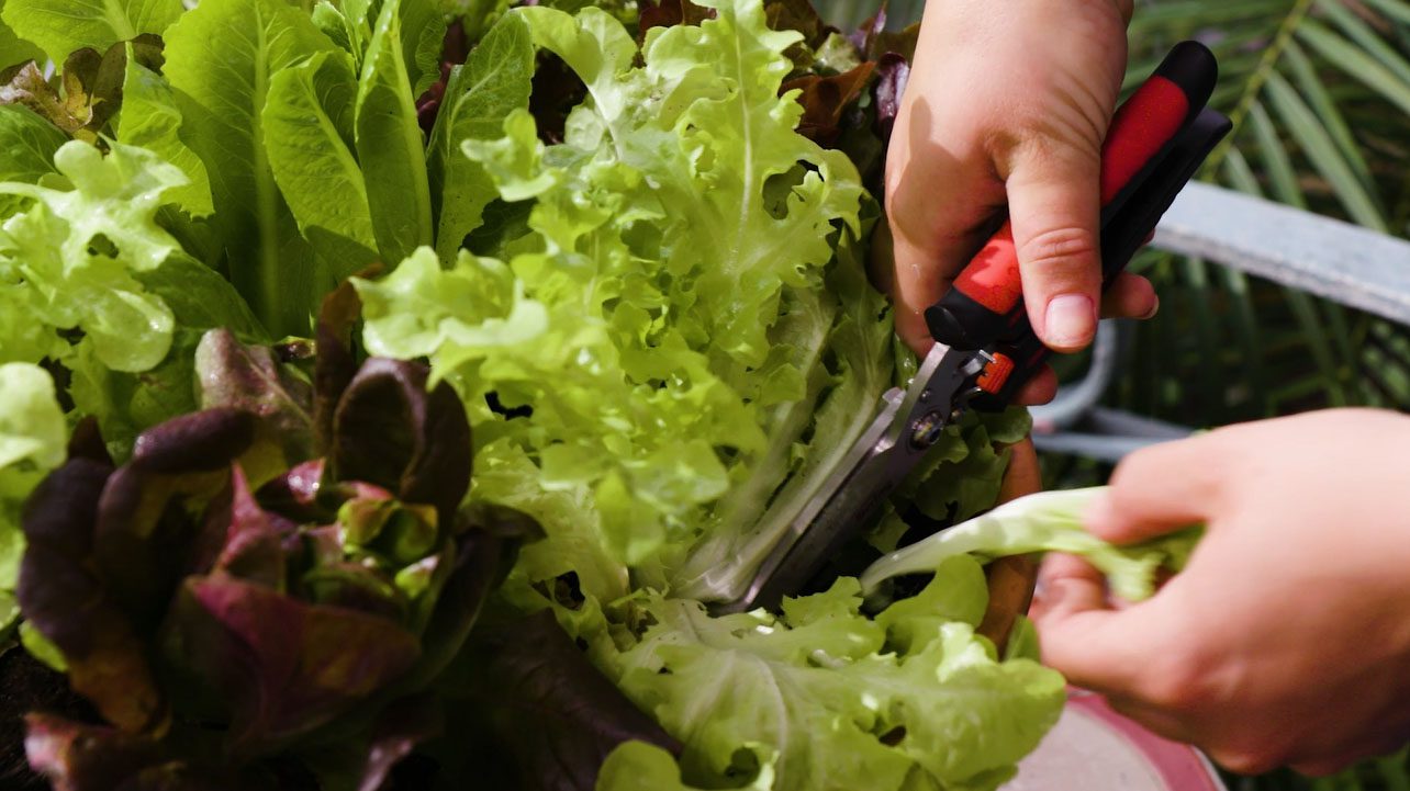 How to make your own perpetual lettuce pot - Sunshine Mitre 10