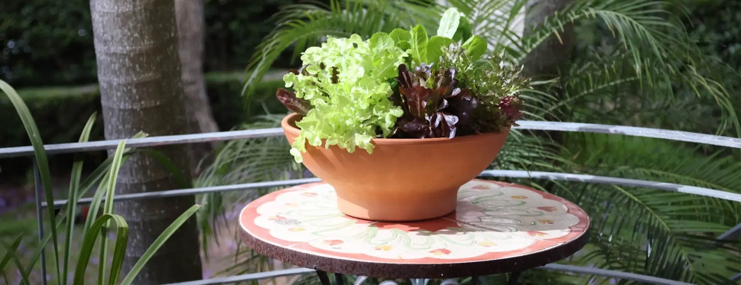 How to make your own perpetual lettuce pot - Sunshine Mitre 10