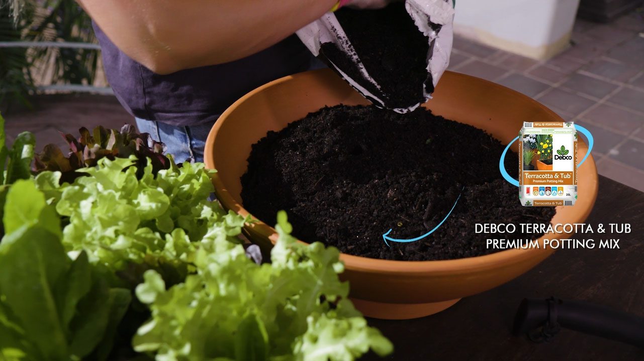 How to make your own perpetual lettuce pot - Sunshine Mitre 10