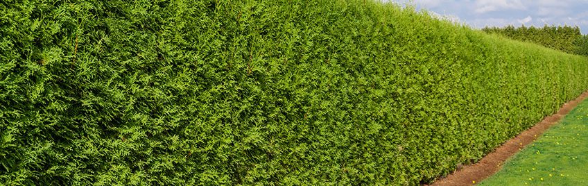 How to create outdoor privacy for your garden - Sunshine Mitre 10