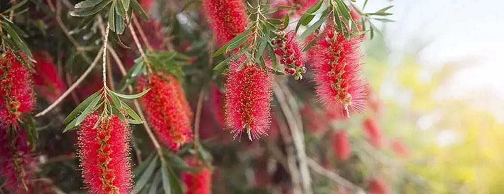 How to grow Australian native plants - Sunshine Mitre 10
