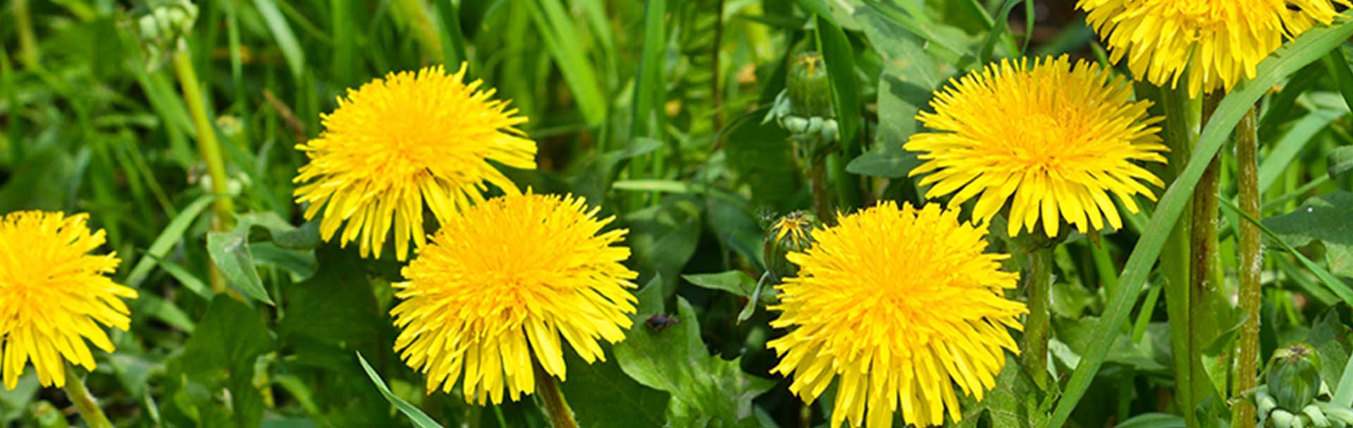 How to destroy common garden weeds - Sunshine Mitre 10
