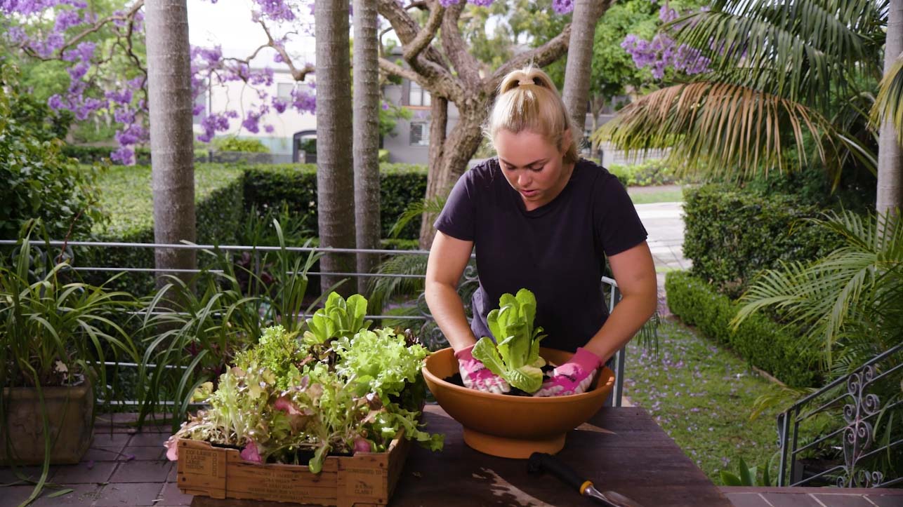 How to make your own perpetual lettuce pot - Sunshine Mitre 10