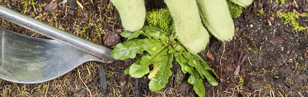 How to destroy common garden weeds - Sunshine Mitre 10